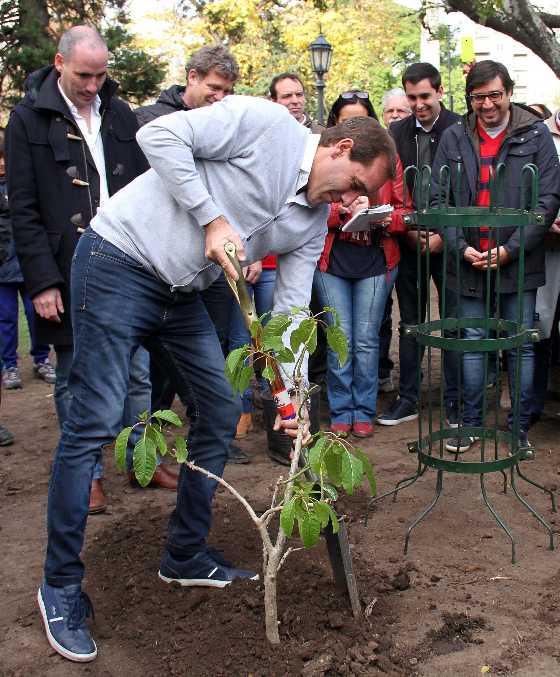 En el Día Mundial del Ambiente, plantaron un retoño del ombú de plaza ...